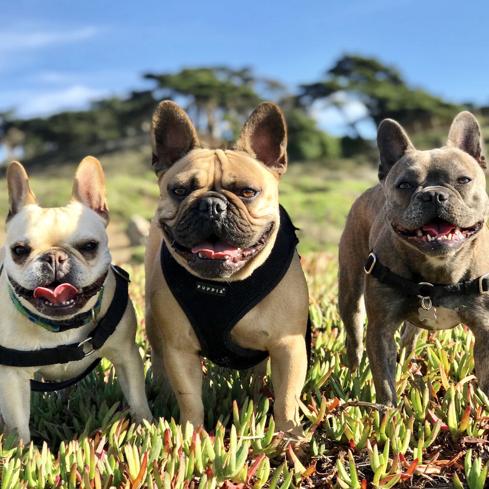 FRENCHIE FETCH with photos - Updated August 2024 - 12 Photos - San ...