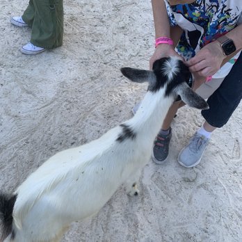 PINTO’S FARM - 455 Photos & 155 Reviews - 14890 SW 216th St, Miami ...