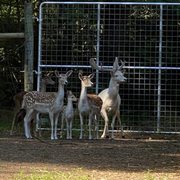 CHARMINGFARE FARM - 31 Photos & 98 Reviews - 774 High St, Candia, New ...