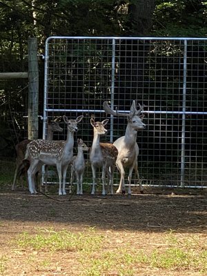 CHARMINGFARE FARM - Updated October 2025 - 40 Photos & 129 Reviews ...