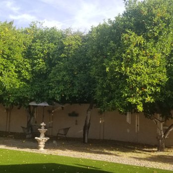 ARBOR TREE FEEDING EXPERTS - Updated October 2025 - 18402 N 19th Ave ...