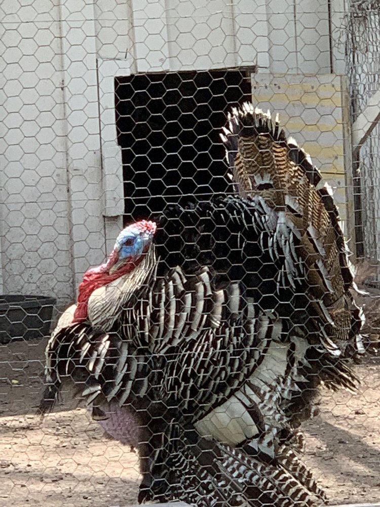 SAM RAYBURN LIBRARY - Updated October 2024 - 800 W Sam Rayburn Dr ...