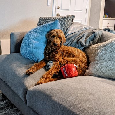 SNICKERSDOODLES - Updated January 2025 - 69 Photos & 36 Reviews - Weir ...