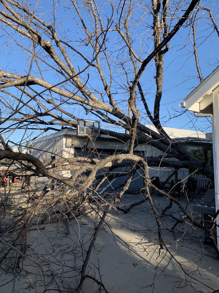 R E MILLER TREE SERVICE - Updated October 2025 - 14 Reviews - Pasadena ...