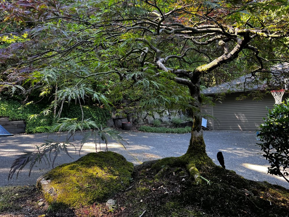 MAPLE MAN - JAPANESE MAPLE PRUNING - Updated December 2025 - 41 Photos ...
