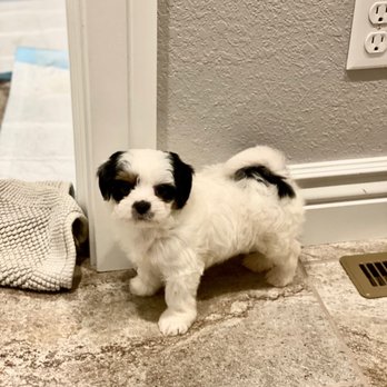 TINYTYKES PUPPIES - Updated August 2025 - 36 Photos & 27 Reviews - 2661 ...