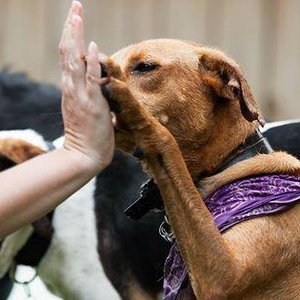 ALL AMERICAN DOG TRAINING ACADEMY - Updated January 2026 - 44 Photos ...