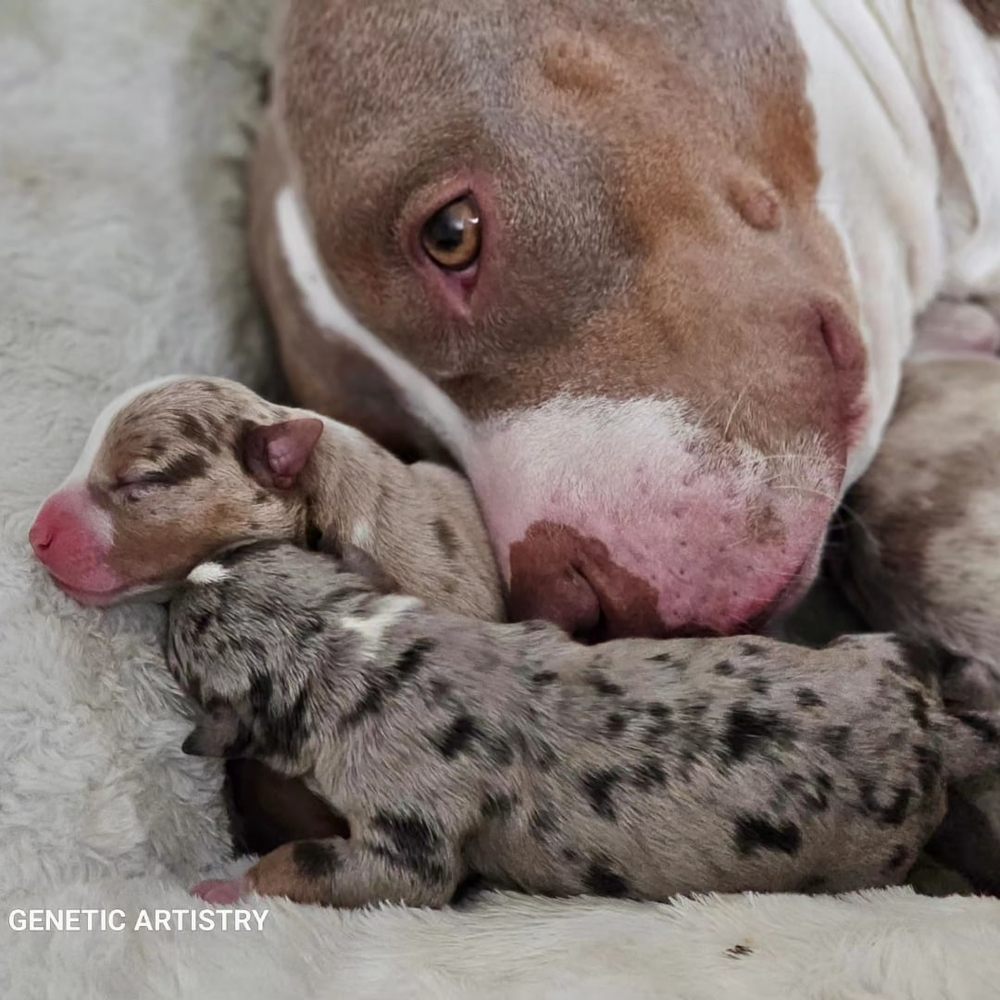 GENETIC ARTISTRY BULLY KENNEL - Updated October 2024 - Willis, Texas ...