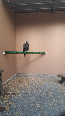 CALIFORNIA RAPTOR CENTER - Updated April 2025 - 44 Photos & 19 Reviews ...