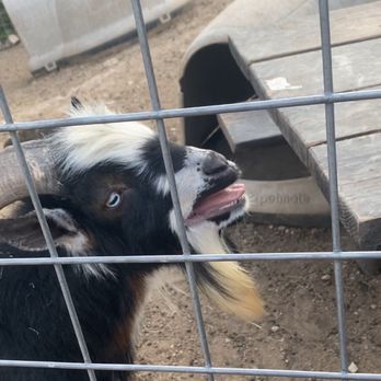 SCREAMING GOAT YARD & TAP - Updated December 2024 - 325 Photos & 213 ...