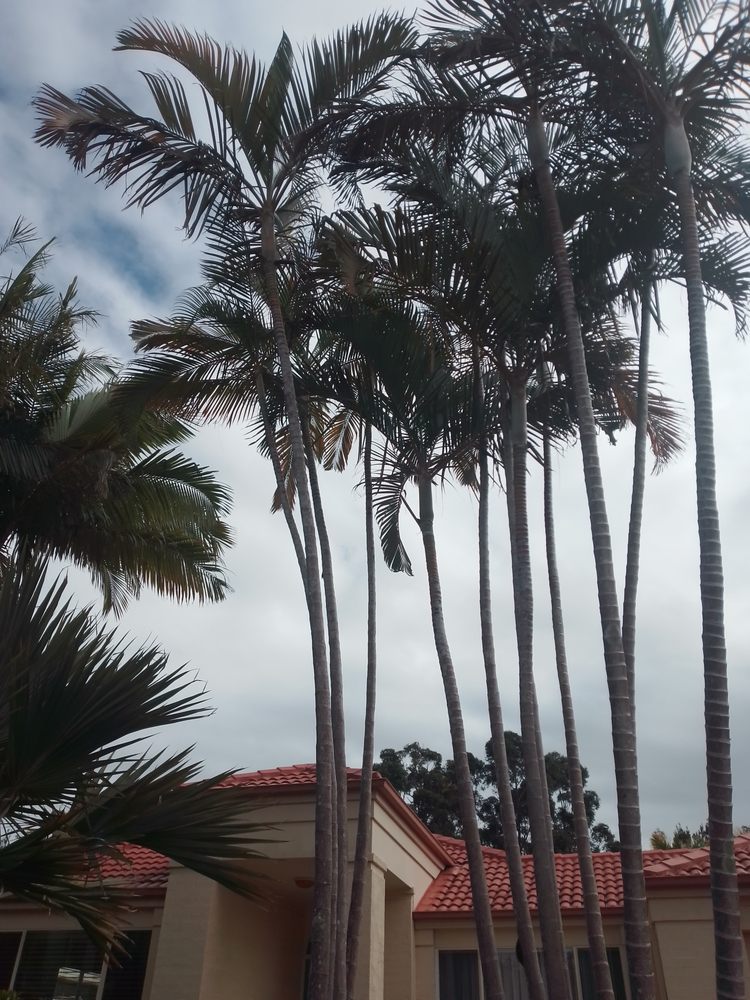 NOOSA TREES STUMPS AND PALMS - Updated September 2024 - Request a Quote - Cooran Ct, Noosa Heads ...
