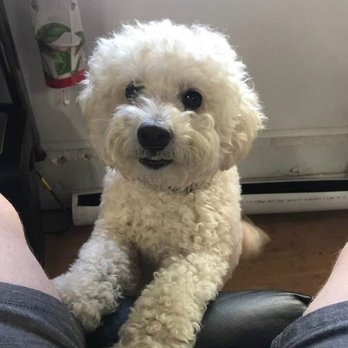 PAWS INTO GRACE - Updated July 2025 - 241 Photos & 617 Reviews - San ...