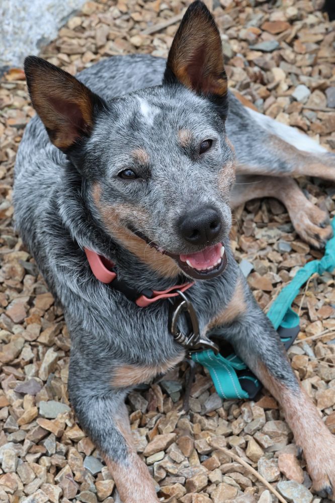 PAWSITIVELY PERFECT - Updated October 2025 - 12 Reviews - 2960 US Hwy 2 ...