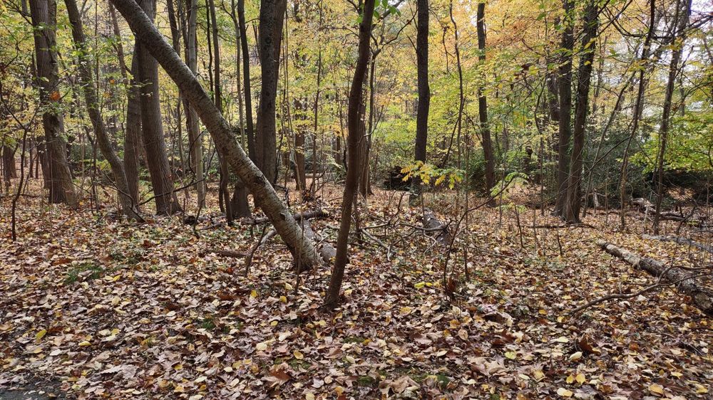 WELSH PARK - Updated July 2025 - 10 Photos - 36 Gordon Ave, East ...