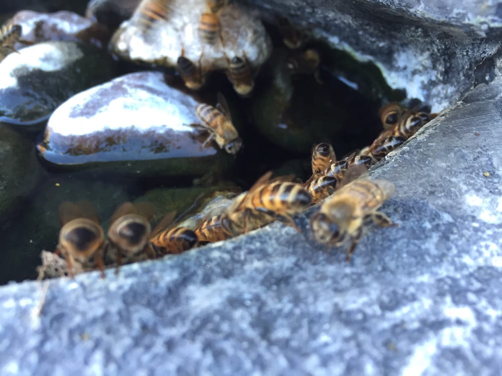 BUSY BEE FLOOR CARE - 42846 59th W, Lancaster, California - Carpet ...