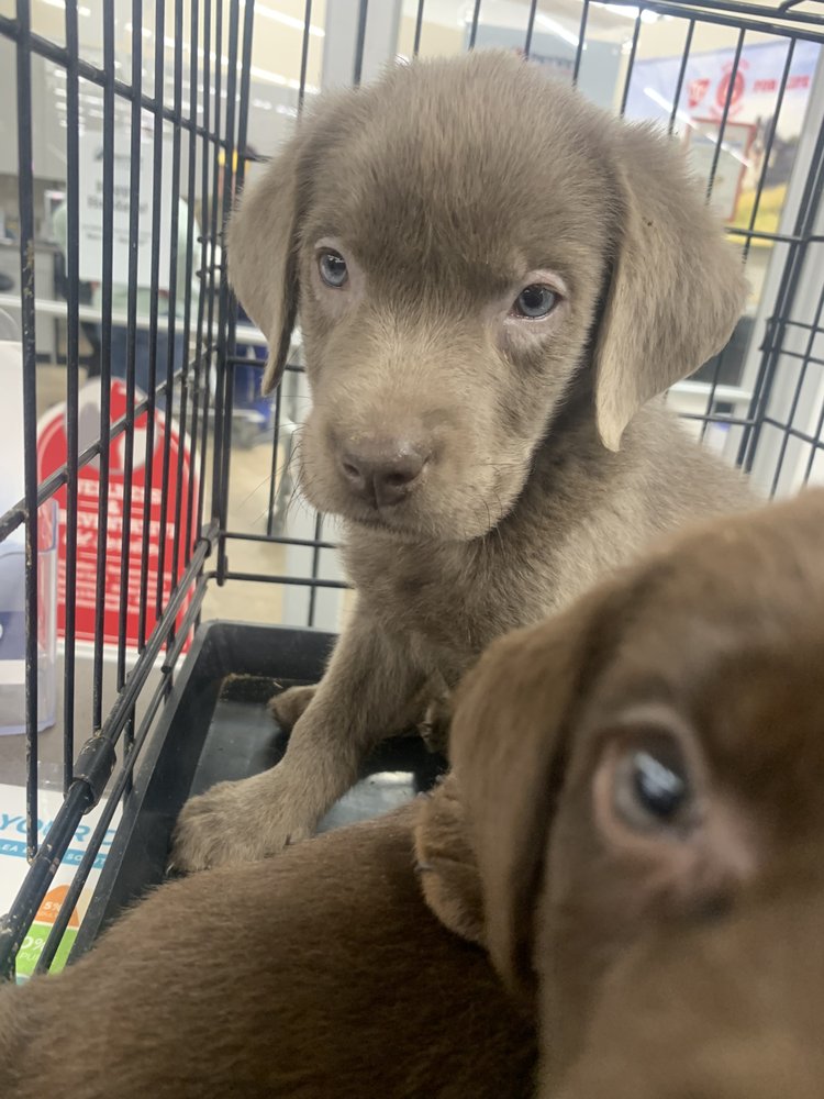 B & G ACRES LABRADORS - Updated December 2025 - Michigan City, Indiana ...