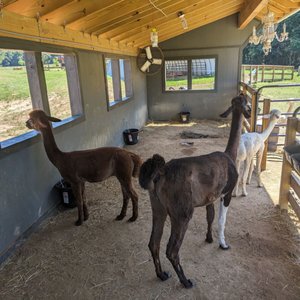 HALL FAMILY FARM - Updated October 2024 - 83 Photos & 15 Reviews - 445 ...