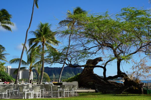 HALEKULANI AFTERNOON TEA - 387 Photos & 99 Reviews - 2199 Kalia Rd ...