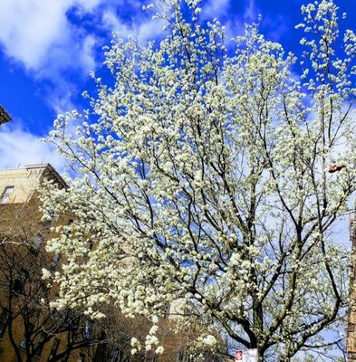 INWOOD HILL PARK - 357 Photos & 84 Reviews - Dyckman St, New York, New ...