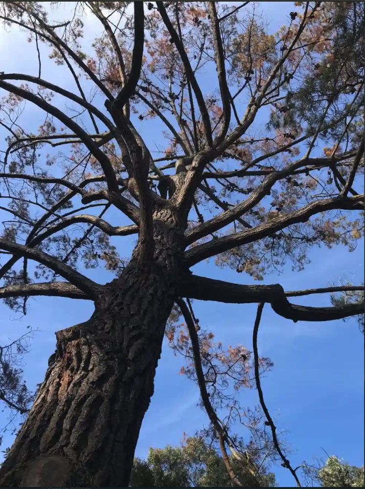 BRAD’S FRIENDLY TREE SERVICE - Updated January 2026 - 22 Photos & 12 ...