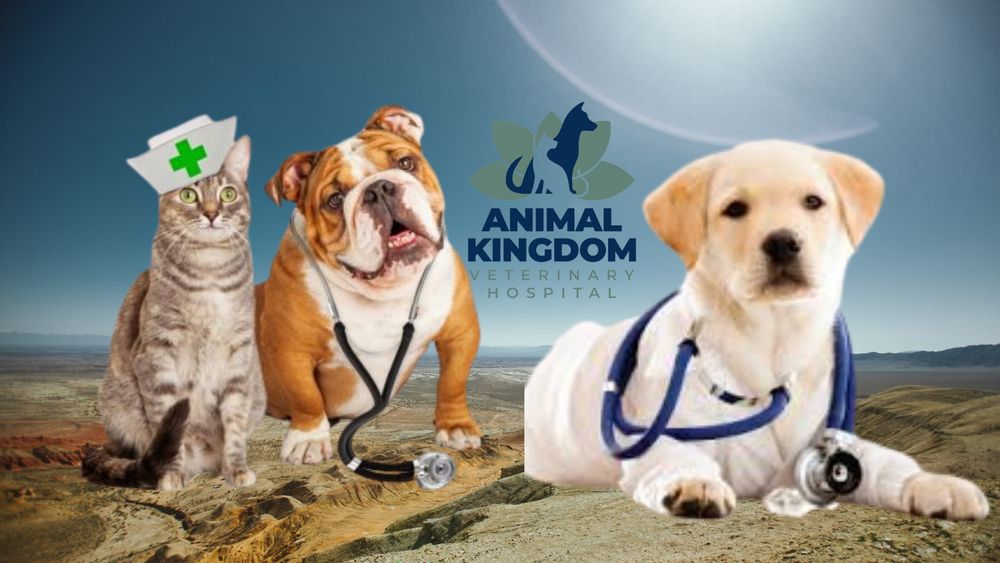 ANIMAL KINGDOM VETERINARY HOSPITAL 30 Photos 49 Reviews 1325 