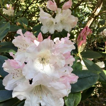 CANNIZARO PARK - 60 Photos - Wimbledon, London, United Kingdom - Parks ...