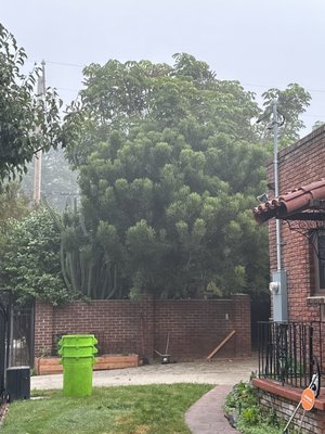 MARIO’S TREE SERVICE & STUMP GRINDING - Updated June 2026 - 188 Photos ...