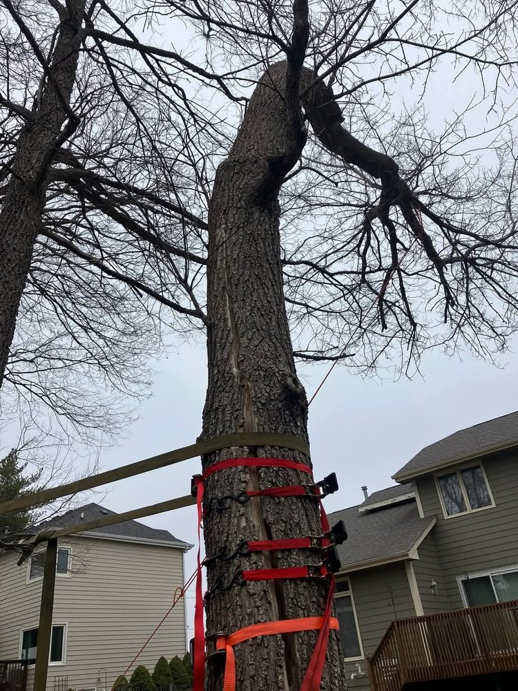 CLEAN CUT TREE SERVICE - Updated October 2025 - 28 Photos - Prole, Iowa ...