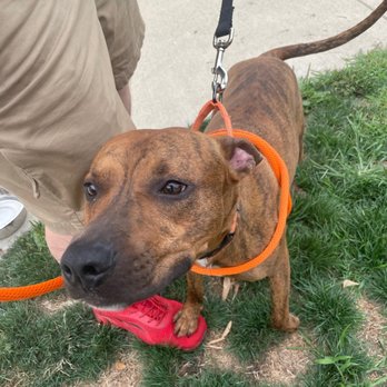 CITY DOGS - CLEVELAND - Updated September 2025 - 19 Photos - 9203 ...