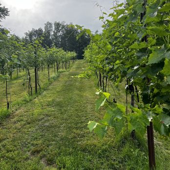 CLEARVIEW VINEYARD - Updated November 2024 - 127 Photos & 110 Reviews ...