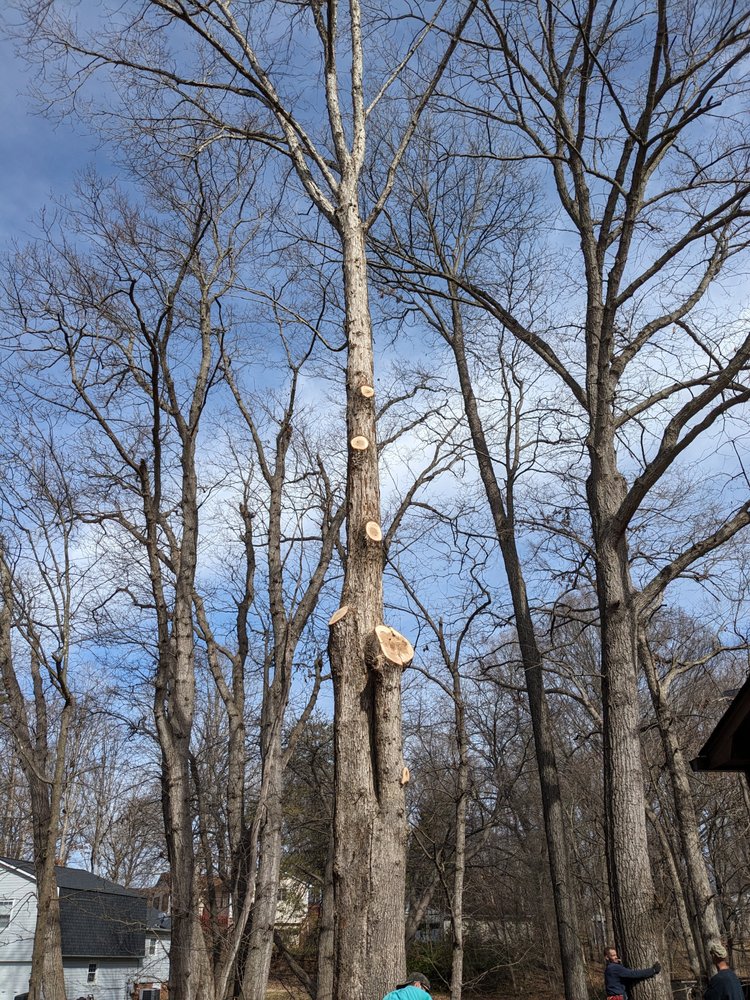 FOUR SEASONS TREE SERVICE - Updated October 2025 - Trinity, North ...