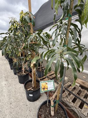 LOUIE’S NURSERY - Updated October 2025 - 299 Photos & 198 Reviews ...