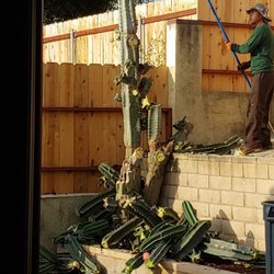 ALL ACCESS TREE CARE - 151 Photos & 210 Reviews - 289 Vernon Way, El ...