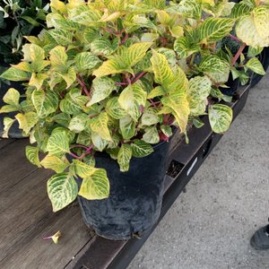 BAMBOO NURSERY & GARDEN SUPPLIES - 11 Photos - 15600 S Atlantic Ave ...