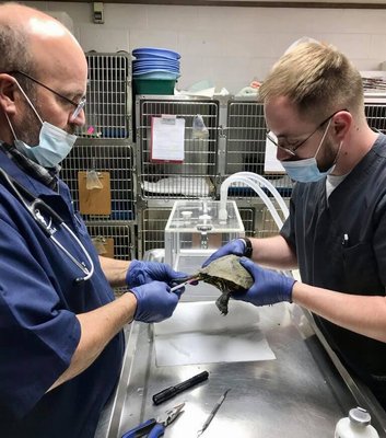 WALHALLA VETERINARY HOSPITAL - Updated January 2025 - 20 Photos & 13 ...