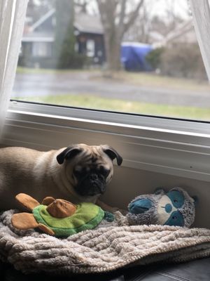 STACK VETERINARY HOSPITAL - Updated November 2025 - 23 Photos & 53 ...