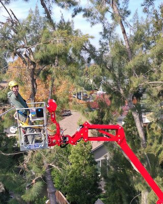 JC TREE EXPERTS - Updated October 2025 - 185 Photos & 301 Reviews - San ...
