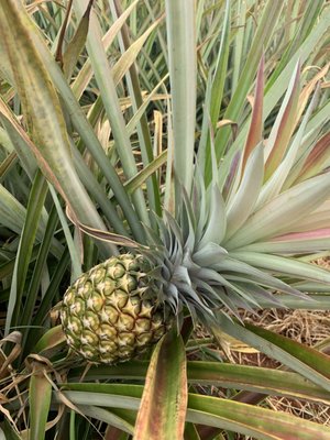 KAUAI SUGARLOAF PINEAPPLE - 46 Photos & 22 Reviews - Farmers Market ...