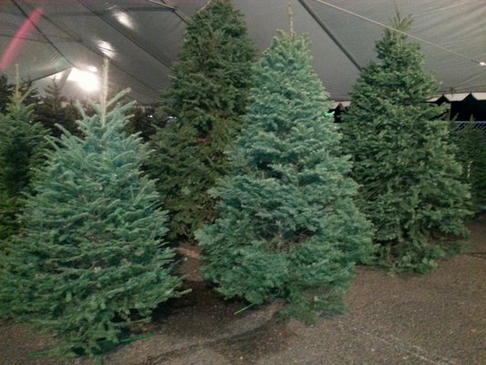 BUCKELEW FARMS CHRISTMAS TREES - Updated April 2024 - 12 Photos - 9312 ...
