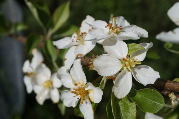 TOAD LAKE APPLE ORCHARD - 18757 Blauert Rd, Frazee, Minnesota - Pumpkin ...