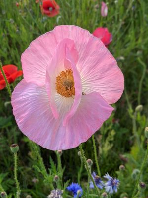 COMMEMORATIVE POPPY FIELD - Updated December 2025 - 20 Photos - 5897 ...