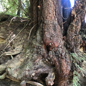 POGONIP - Updated January 2026 - 234 Photos & 42 Reviews - 333 Golf ...