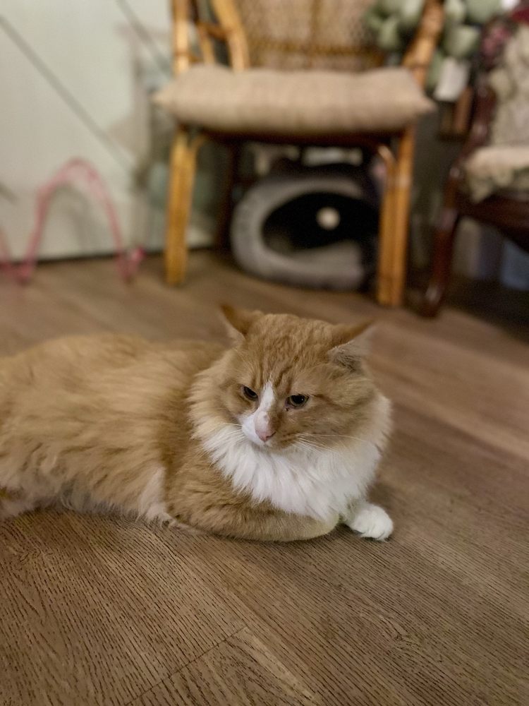 CATNIP CAFE & ADOPTION LOUNGE - Updated August 2025 - 202 S Collins St ...