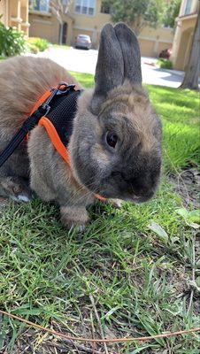 SAN DIEGO HOUSE RABBIT SOCIETY - Updated July 2025 - 47 Photos & 67 ...