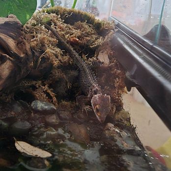 LLLREPTILE & SUPPLY - Updated January 2025 - 420 Photos & 514 Reviews ...