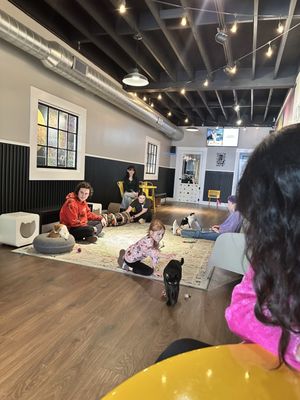 MAC TABBY CAT CAFE - Updated December 2025 - 28 Photos - 103 S Main ...