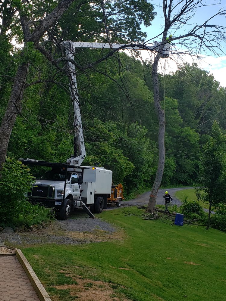 CAPITOL TREE CARE - Updated November 2025 - 26 Photos - 22 Reviews ...