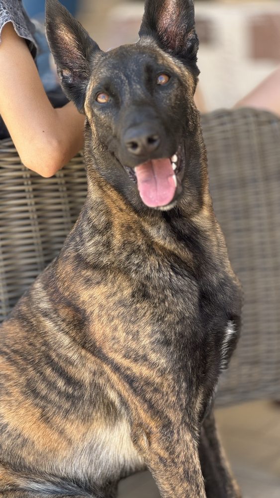 LOVE ANIMAL HOSPITAL AND URGENT CARE - Updated January 2026 - 53 Photos ...