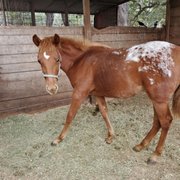 WESTCREEK TRAIL RIDES - 67 Photos & 60 Reviews - Horseback Riding ...