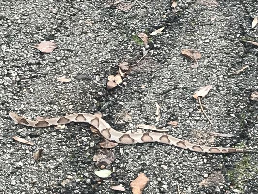 DIXIE FARM ROAD PARK - 34 Photos - Parks - Blackhawk Blvd & Dixie Farm ...